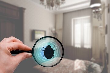 How Dogs Detect Bed Bugs