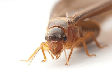 Professional Termite Treatment Longevity