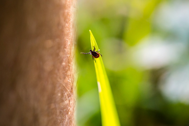 How To Prevent Fleas & Ticks How To Prevent Fleas & Ticks